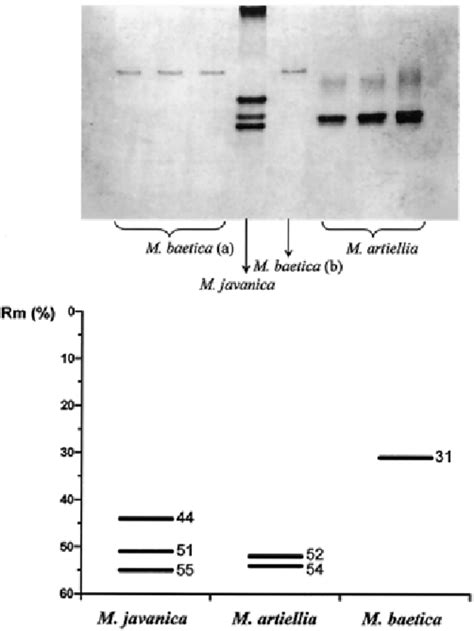 Esterase Electrophoresis Pattern Of Protein Homogenates From Five A
