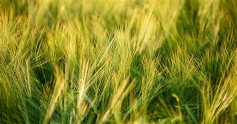 푸른 잔디밭의 클로즈업 사진 Unsplash의 농업 이미지