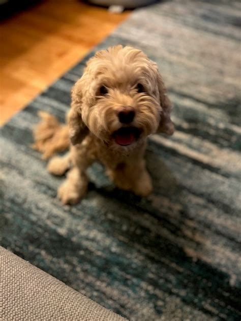 Baryn Massachusetts State House Pets