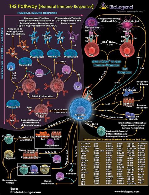 Th2 Pathway Humoral Immune Response Medical Laboratory Science