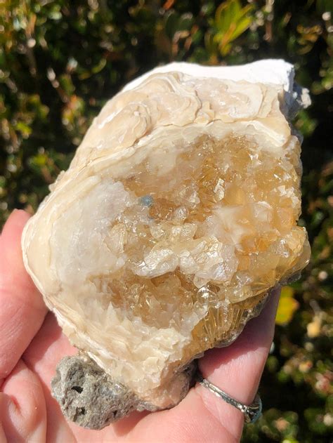 Golden Calcite Fossil Clam Shell Grounding Cleansing Ocean Etsy
