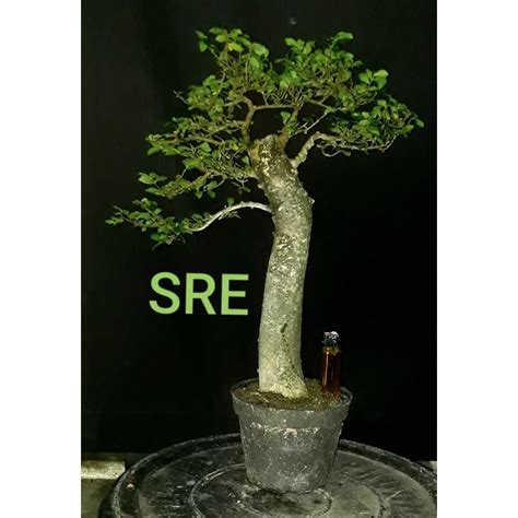 Jual Serut SRE Shopee Indonesia