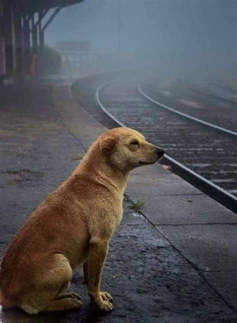 නිසඳැස් කවි ගී අරණ අරමුණක් නැති මේ මාවතේ