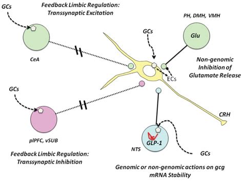 Neural Regulation Of The Stress Response Glucocorticoid Feedback