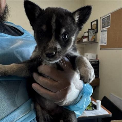 Adopt Lassie Today Find Paw Pal