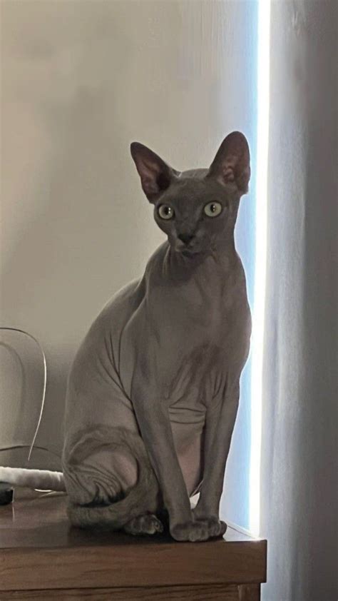 Gatos Sin Pelo Descubre La Belleza única De Estos Felinos Gatos