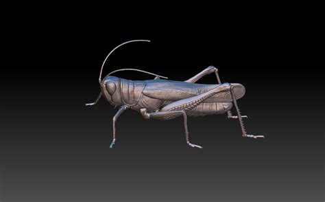🦗 Grasshopper 3d Model・ Stl File For 3d Printing・cults 🦗 Grasshopper 3d Model・ Stl File For 3d Printing・cults