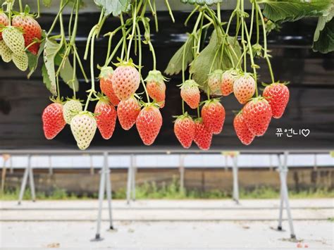 딸기밭 체험♡ Samsung Members