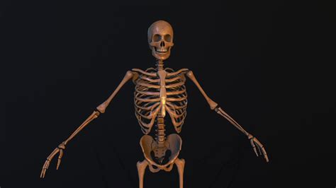 sceleton 3d model rigged cgtrader