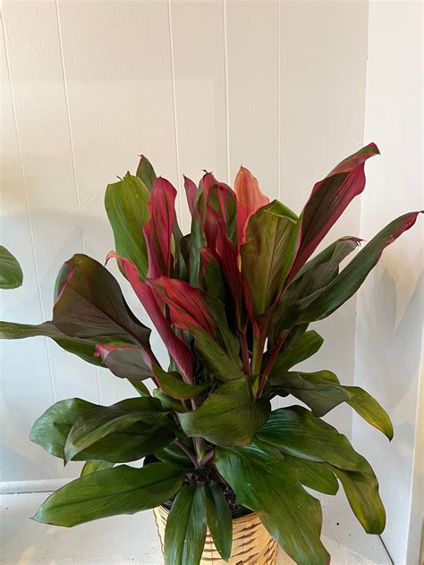 Cordyline Sherbert The Curious Plantaholic