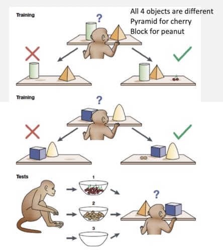 Lecture 25 Emotions And Reward Medial Frontal Lobe And The