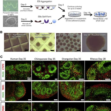 Lncrna Structure And Expression Pattern Conservation A And B Venn