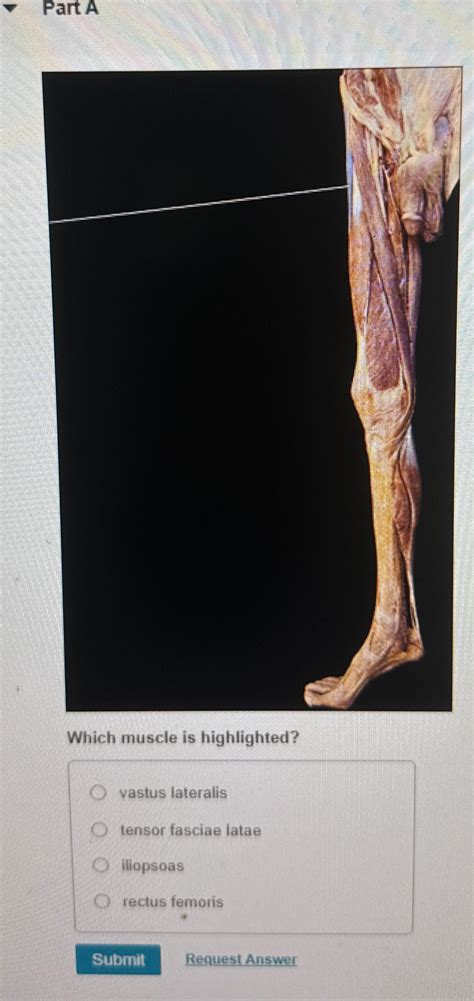 Solved Part AWhich Muscle Is Highlighted Vastus Chegg Com