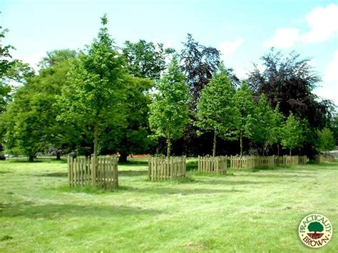 Specimen Trees For Avenues And Drives Practicality Brown