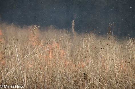 The Interaction Of Fire And Grass Driftless Prairies Native Ecosystems