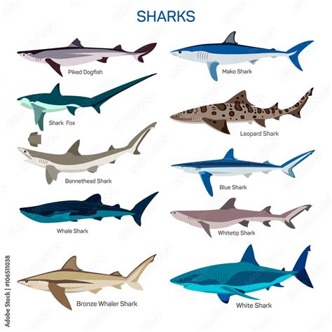Different Types Of Sharks Names And Pictures