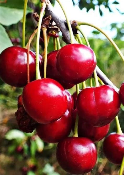 Вишня Максимовская: описание и характеристики сорта, особенности ...