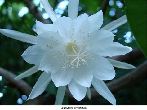 세상에서 가장 아름다운 꽃 공작선인장 꽃 네이버 블로그