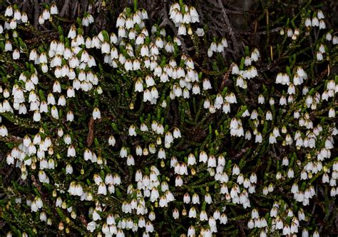 Cassiope Mertensiana Burke Herbarium Image Collection
