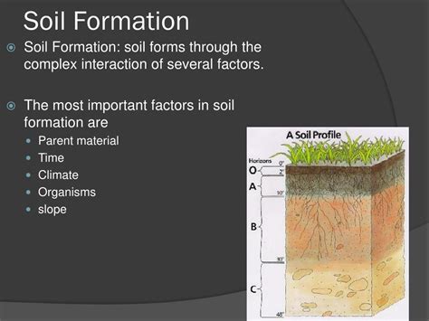 The Effect Of Soil Structure And Composition On Plant Growth SC Garden Guru