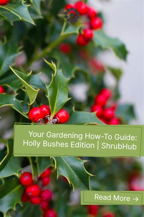 Holly Bushes A Comprehensive Gardening Guide