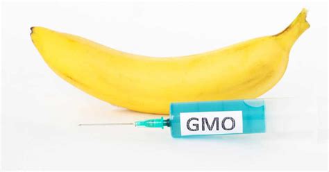 The Worlds First Gmo Bananas Are Approved For Export To The Us