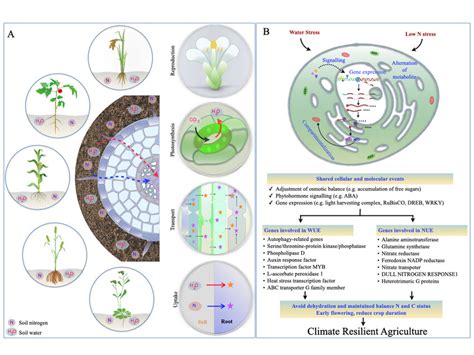Diagrammatic Presentation Illustrated Physiological And Molecular
