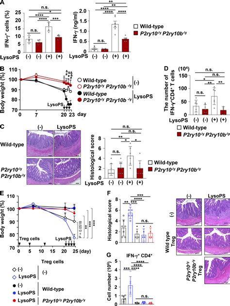 P2y10 Mediated Lysops Dependent Activation Of Ifn γ Producing Cd4 T Download Scientific
