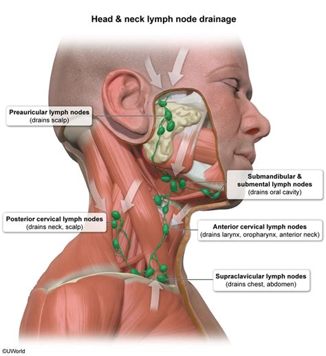 Lymph Node Structure And Function Allergy And Immunology Uworld