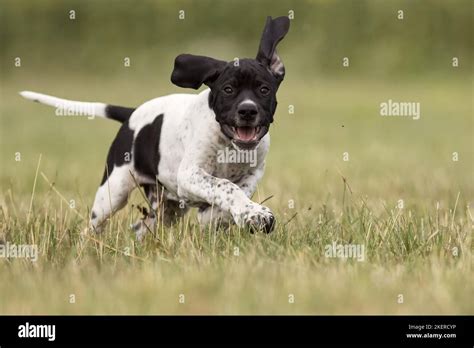 English Pointer Puppy Stock Photo Alamy