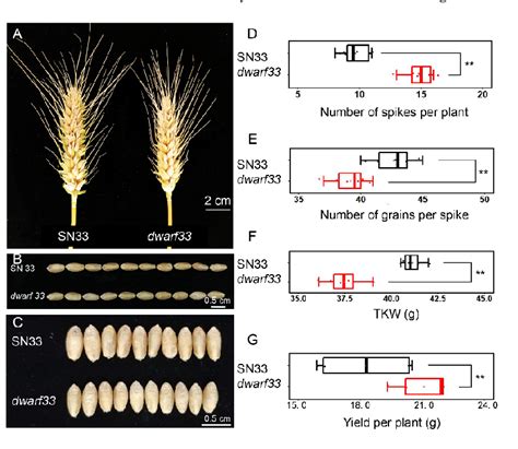Figure 1 From Agronomic Trait Analysis And Genetic Mapping Of A New Wheat Semidwarf Gene Rht