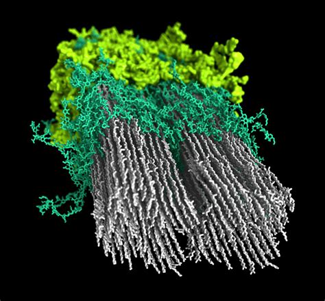 Nrel Researchers Produce 1st Macromolecular Model Of Plant Secondary