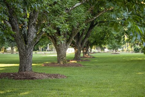 Comprehensive Guide Pecan Trees Care And Cultivation Tips