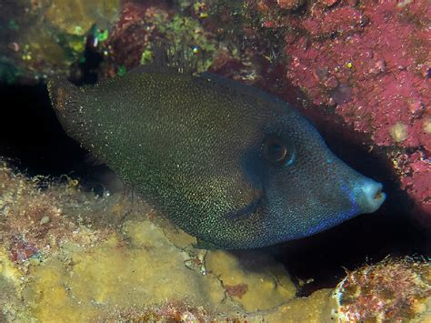 Filefishes Monacanthidae Red Sea Creatures