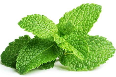 Tout Sur La Menthe La Choisir La Cuisiner La Conserver