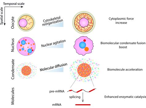 Capturing Cytoskeleton Based Agitation Of The Mouse Oocyte Nucleus Across Spatial Scales Protocol