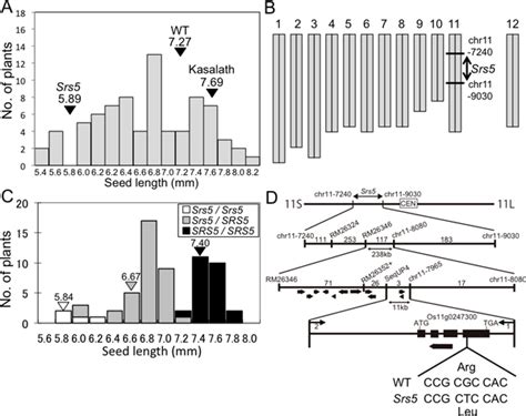 Positional Cloning Of The Srs5 Gene A Phenotypic Distribution Of F3