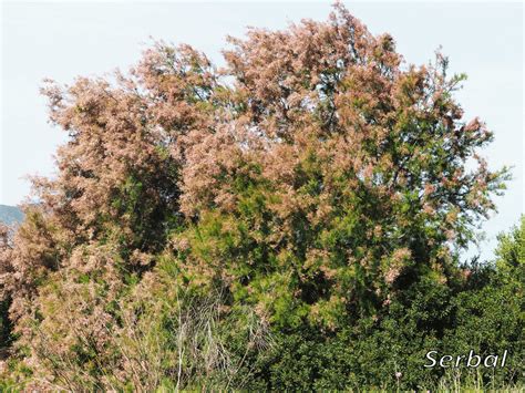 Tamarix Africana Taraje Naturaleza Para Todos