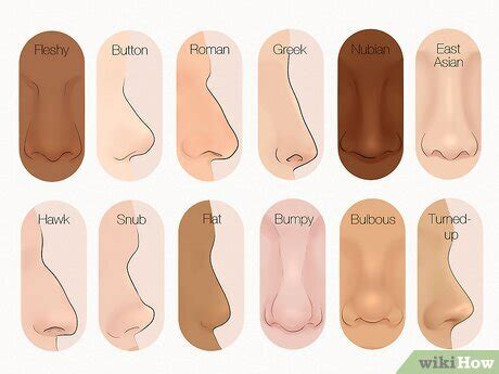 Different Nose Shapes Names What Are The Different Types Of Nose