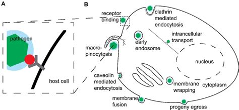 Schematic Overview Of Host Pathogen Interactions A Simplistic Download Scientific Diagram