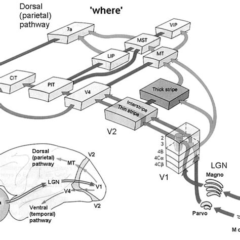 7 hypercolumn in v1 within 1mm 2 of cortex all features of a small