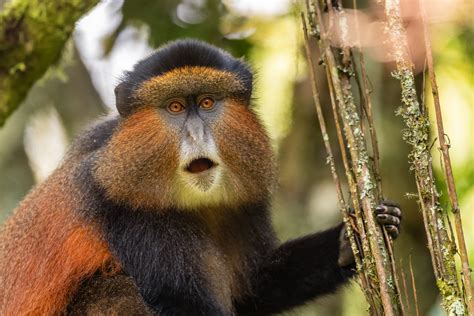 Magical Virunga Rwanda Itinerary Geringer Global Travel