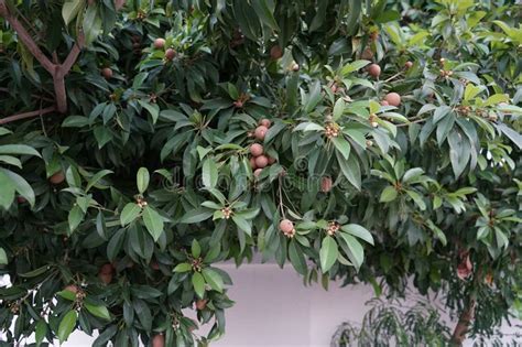 Manilkara Zapota With Flowers And Fruits Grows In April Khor Fakkan