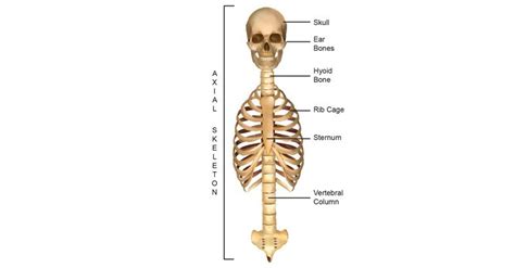 Free Axial Skeleton Coloring Pages