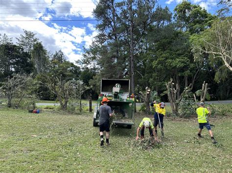 cleaning up branching out tree services tree removal sunshine coast