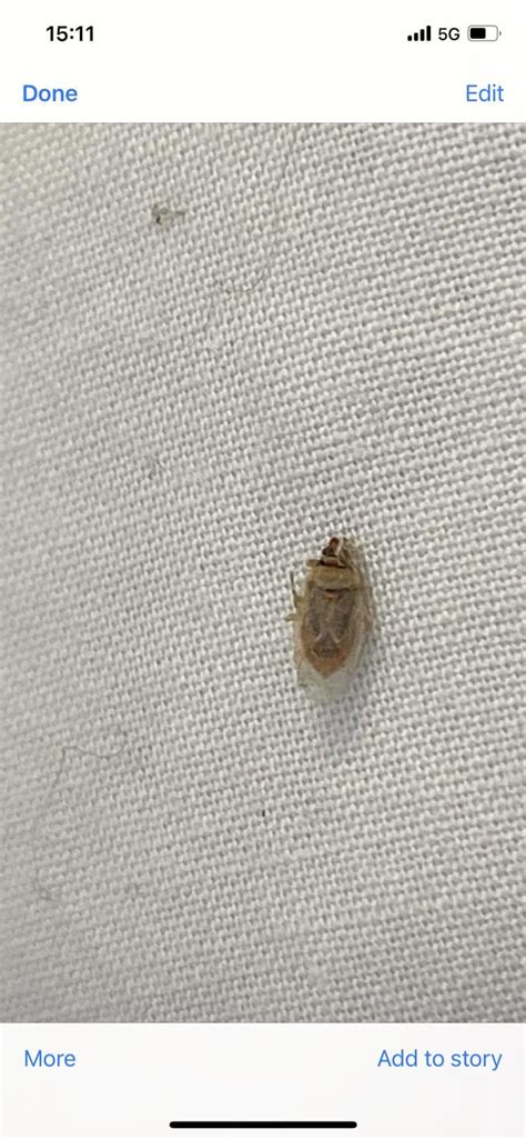 Is This A Dead Bedbug R Bedbugs