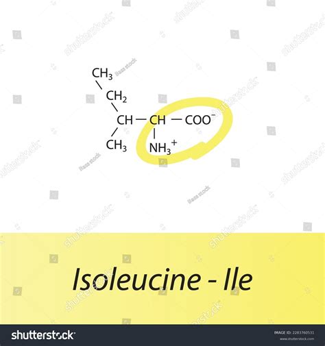 Isoleucine Ile Amino Acid Structure Skeletal Stock Vector Royalty Free 2283760531 Shutterstock