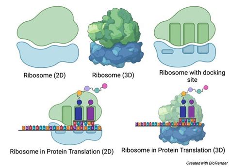 Ribosomes Function Definition Structure And Formation Ribosomes Function Definition Structure And Formation