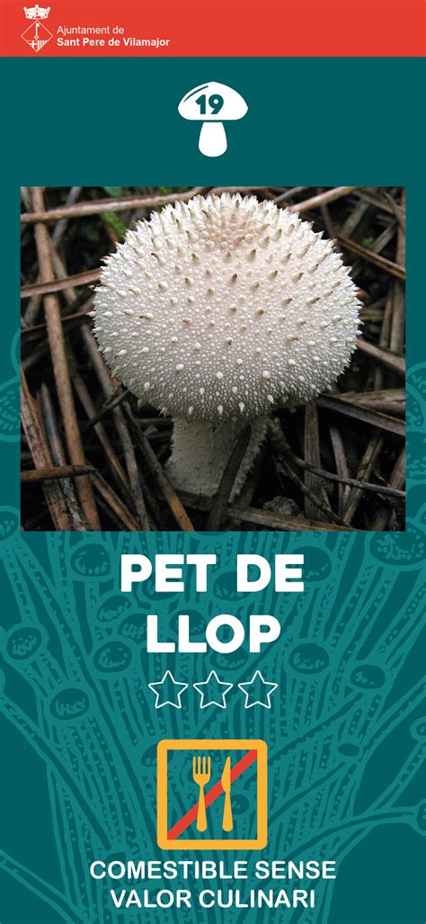 19 Pet De Llop Ajuntament De Sant Pere De Vilamajor