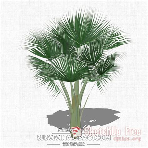 1063 Tree Sketchup Model Free Download Sketchup Model Sketchup Free Model